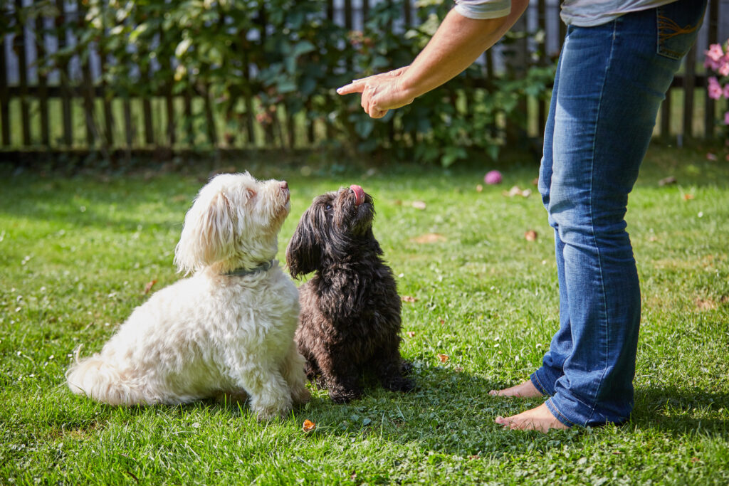 The Best K-9 Dog Training - Stop bad dog behavior